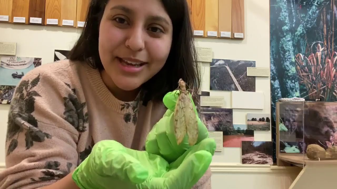 Curator's Corner: Eastern Dobsonfly 9/4/2020