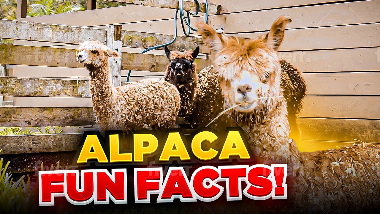 8 Fun Facts You Didn’t Know About ALPACAS!! 🦙😍 // HL’s Menagerie