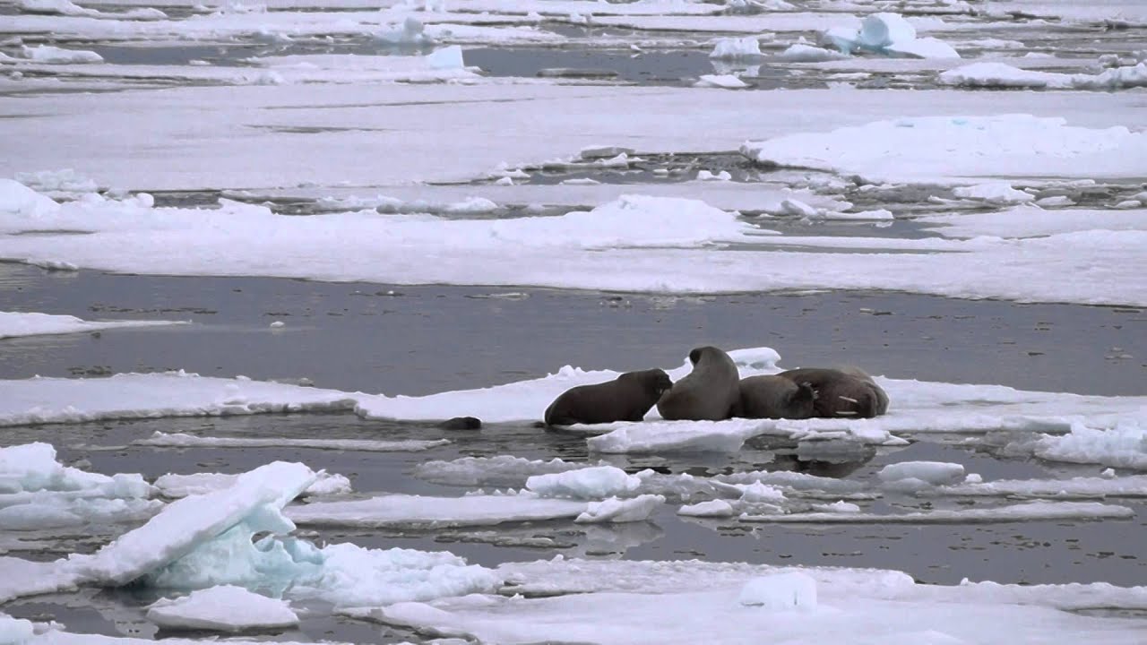 Walrus on ice Woodfjorden, Svalbard
