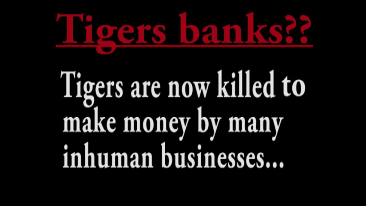 PPT Presentation on save the tiger...