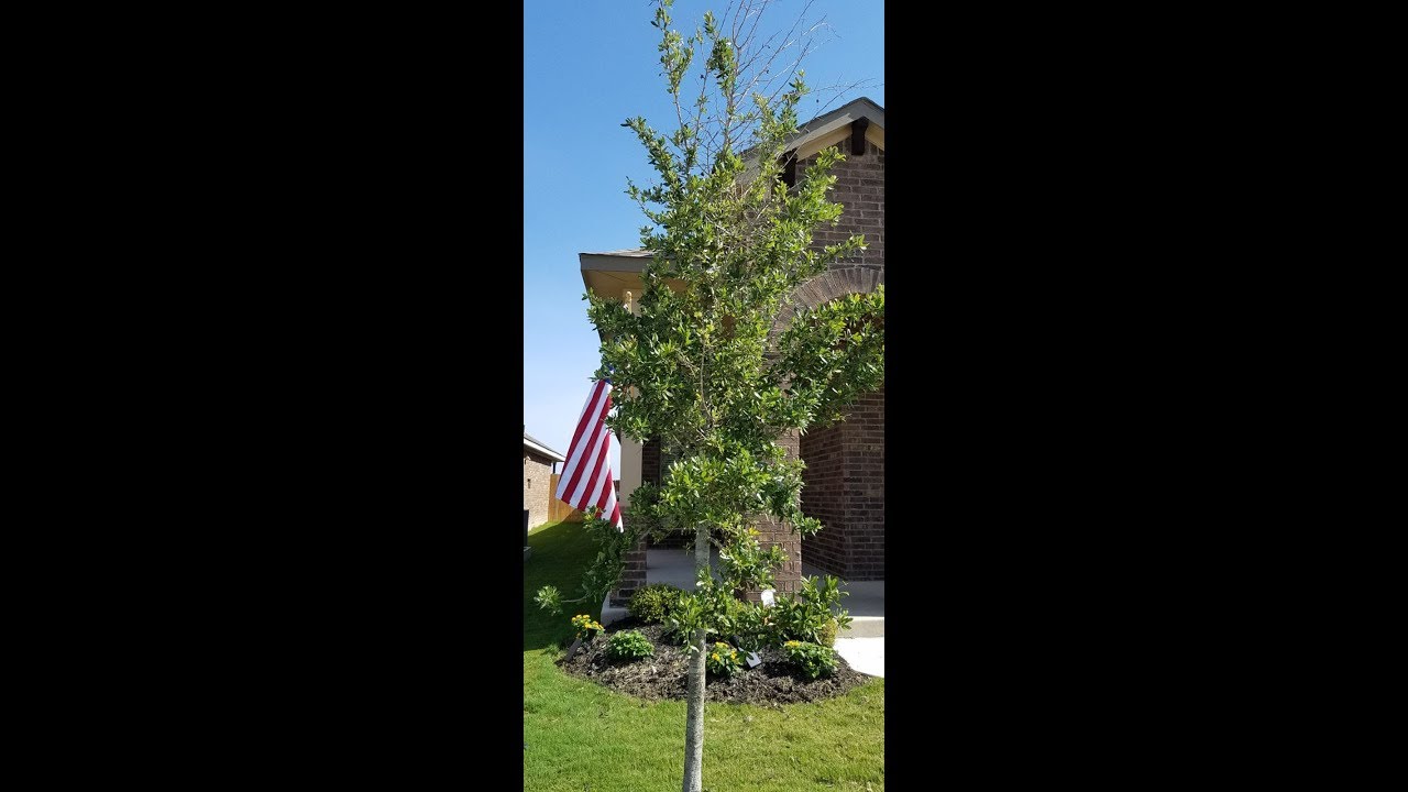 Troubled Oak Tree |Daphne Richards |Central Texas Gardener
