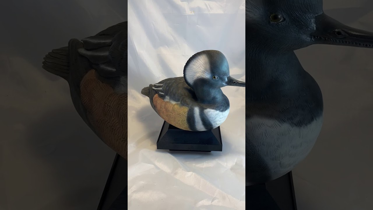 Hooded Merganser Drake