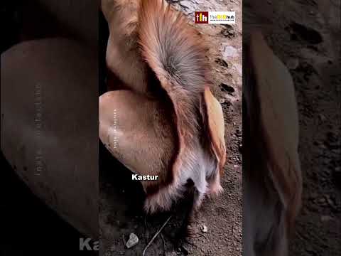 Yeh Hai Kasturi Hiran 🦌 Musk Deer #facts #shorts #viral