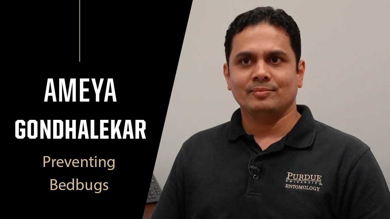 Purdue Expert: Preventing Bedbugs