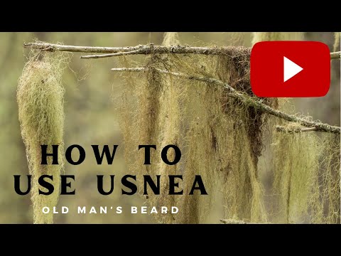 How to Use Usnea or Old Man's Beard