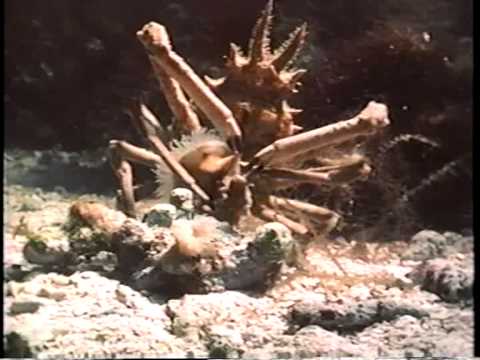 mimicry and camoflage