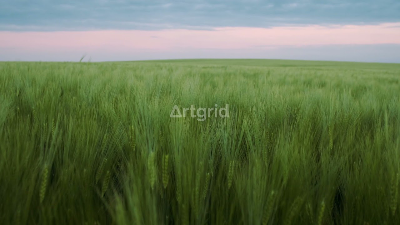 wavy grass (1080 HD)