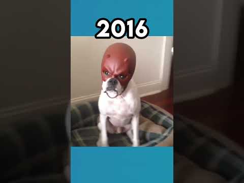 Even More Funny Animal Memes (then vs now)