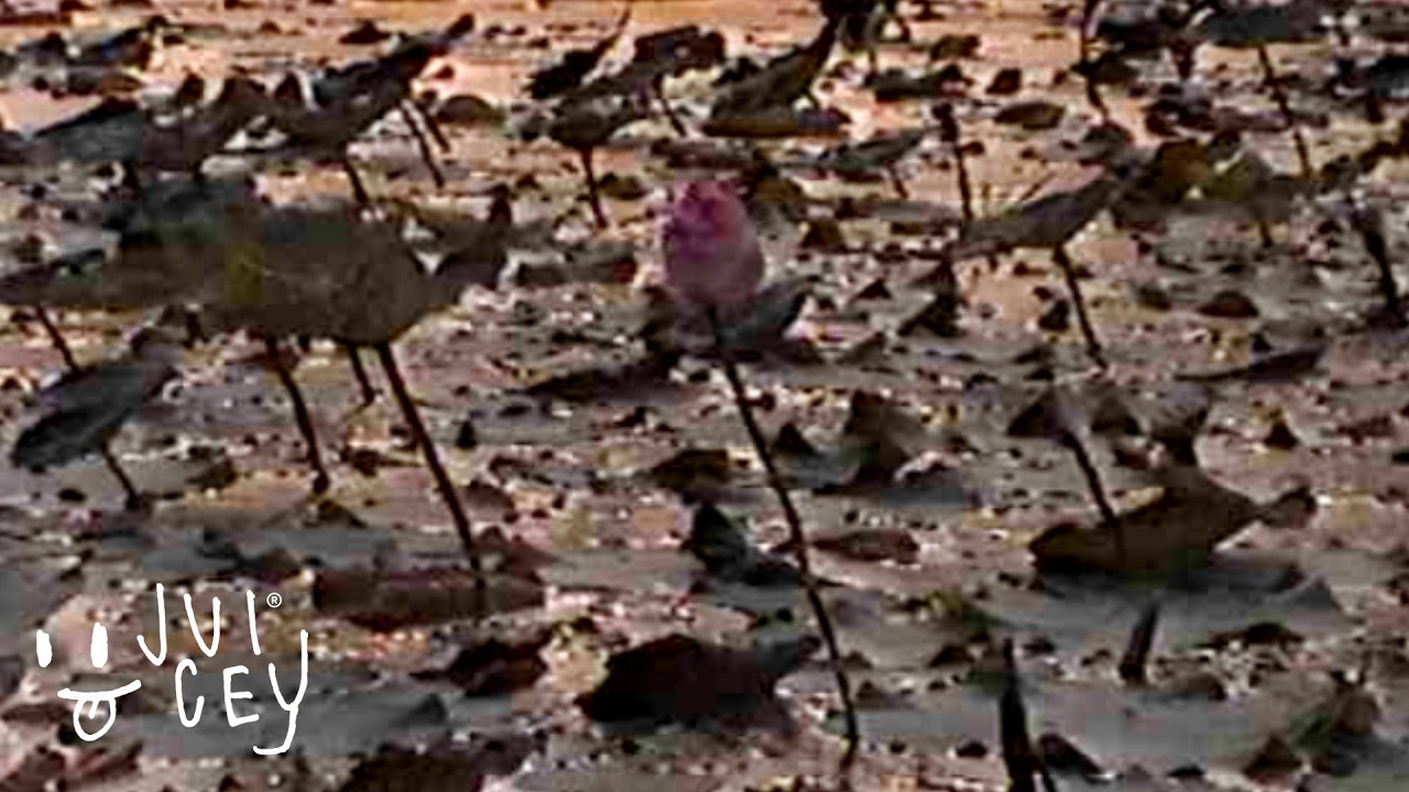 pami - cry jar (Official Lyric Video)