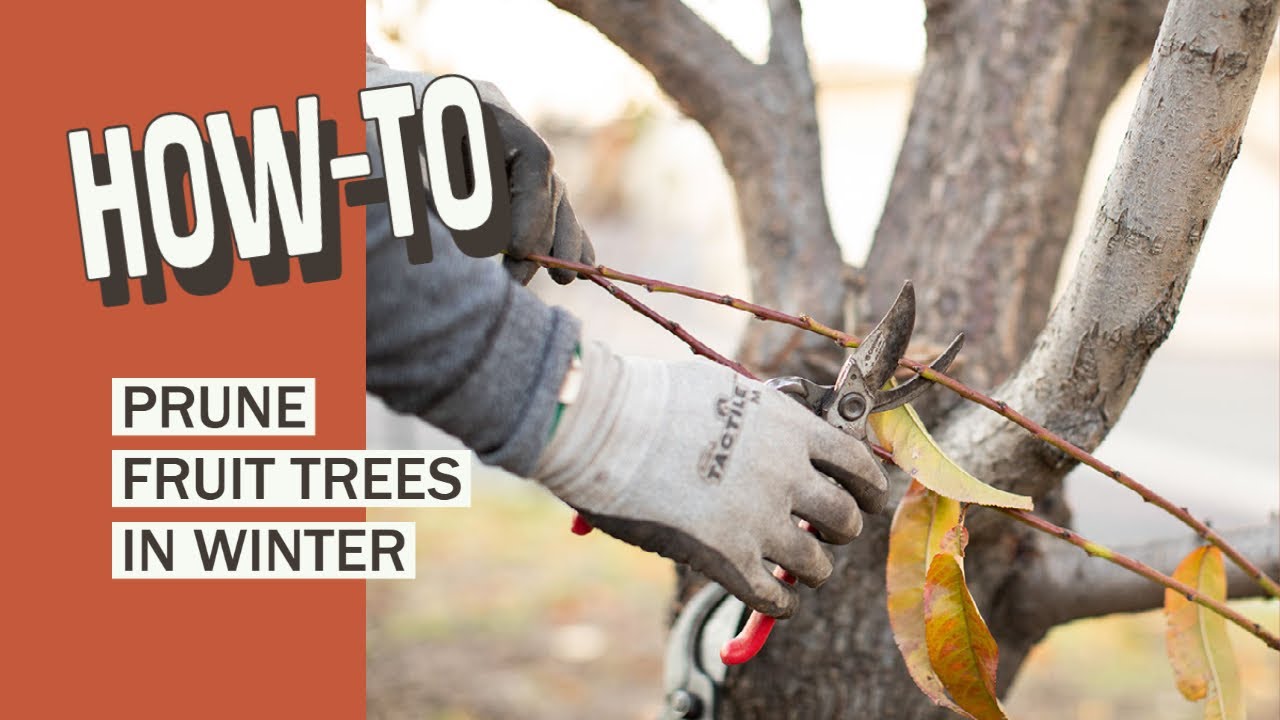 How To Prune Fruit Trees