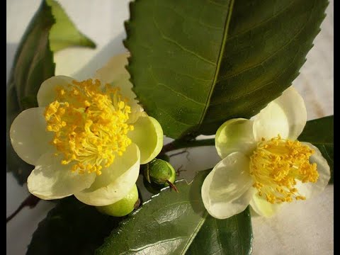 What is Camellia sinensis? How to grow Camellia sinensis? Can you grow Camellia sinensis indoors?