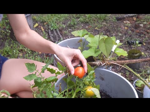 Picking my first campari tomato started from seed