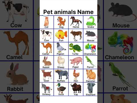 Pet animals name #englishclass #englishhome #petanimals #vocabulary #english