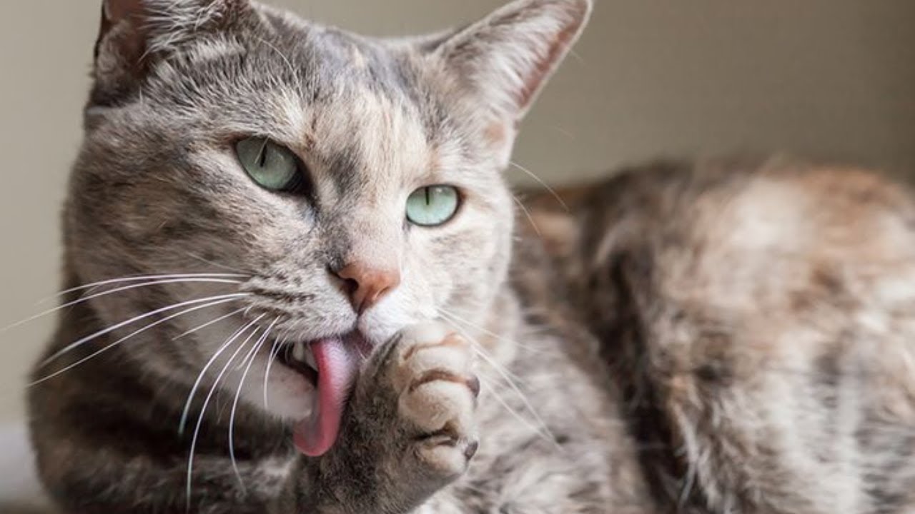 Decoding the Mysteries of Cat Grooming: Why Do Cats Lick Themselves?