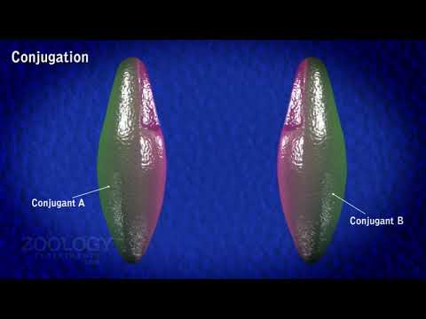 Conjugation in Paramecium