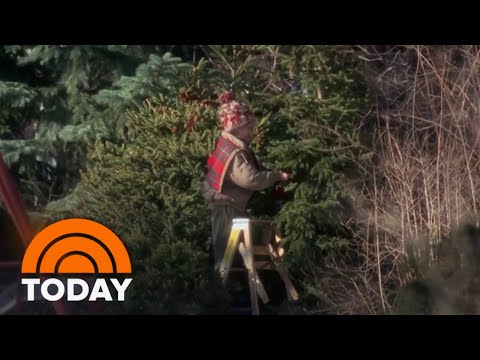 Real ‘Home Alone’ family says Macaulay Culkin really cut their tree