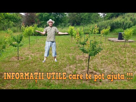 Turul LIVEZII MIXTE de NECTARINI...PIERSICI...CAIȘI ! | Crezi că este UȘOR să ai POMI FRUCTIFERI ?