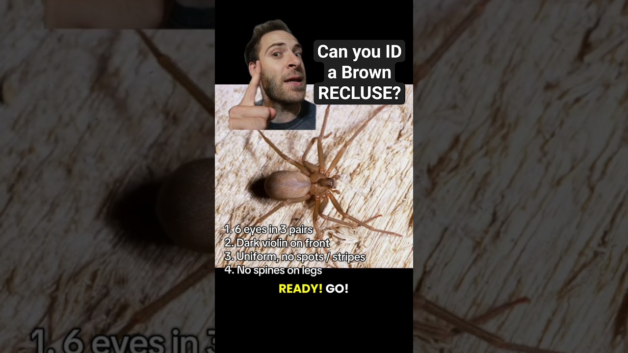 Can YOU spot a brown recluse?