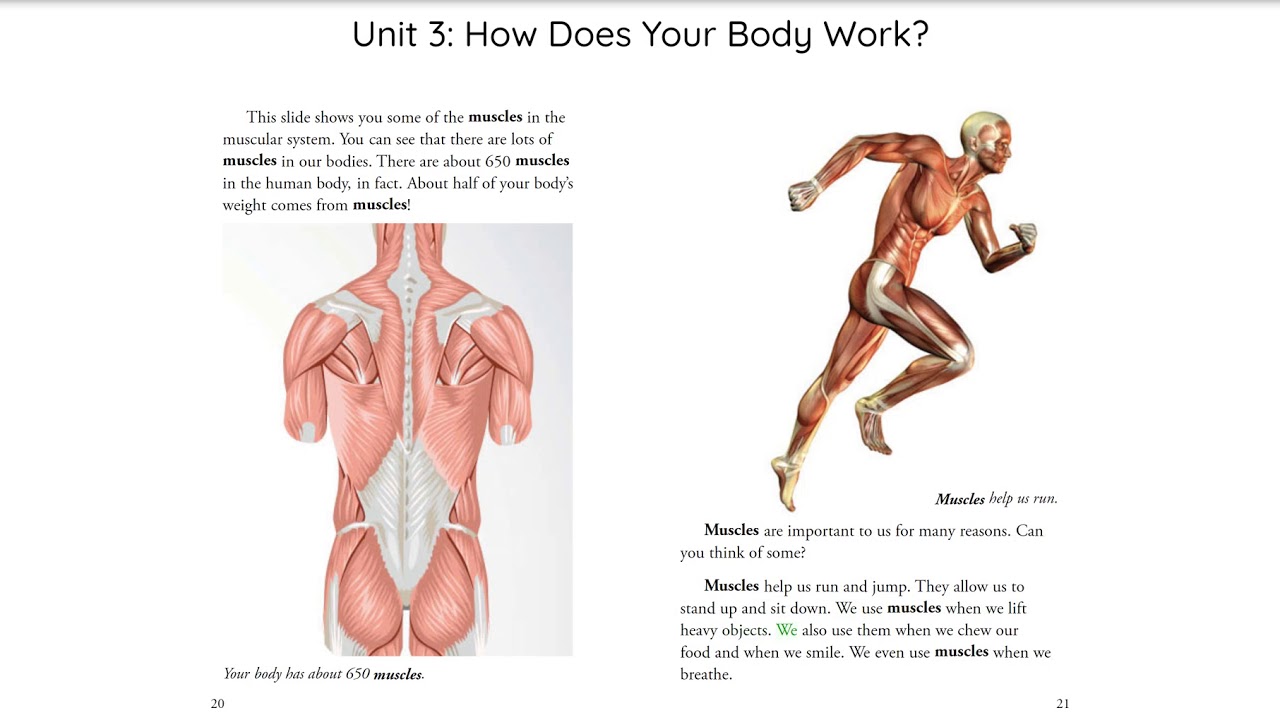 Unit 3 Chapter 3 The Muscular System CKLA 3rd Grade