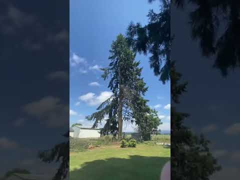 Tree topping Vancouver, WA.
