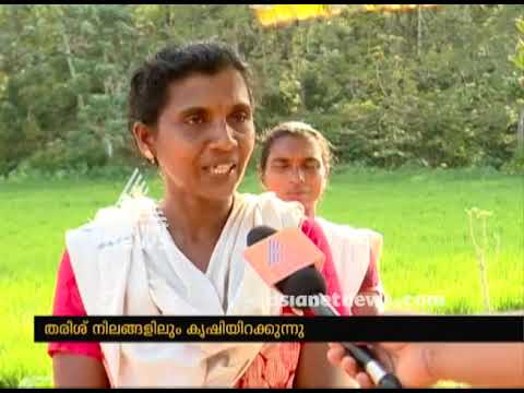 Farmers from pathanamthitta harvest from Fallow land