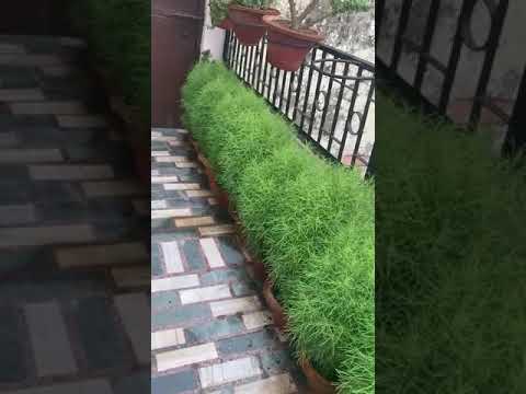 ###summer cypress##kochia####