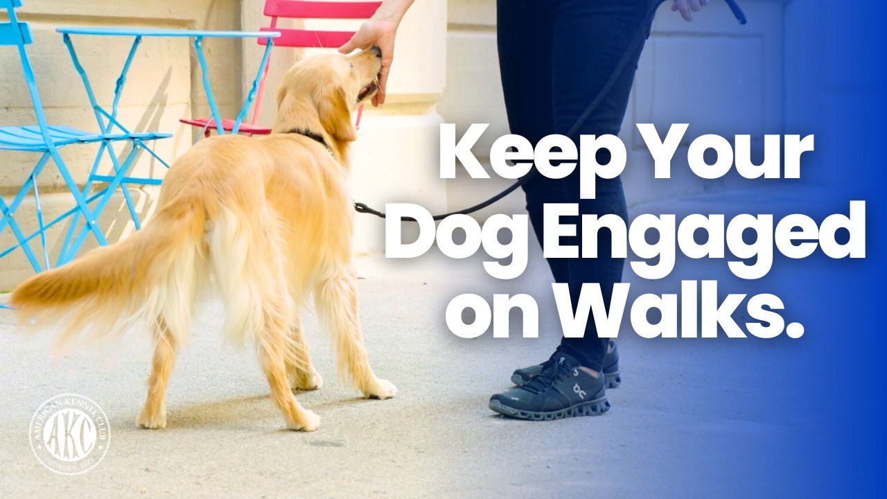 How to Keep Your Dog Engaged on Walks | AKC Training Tips