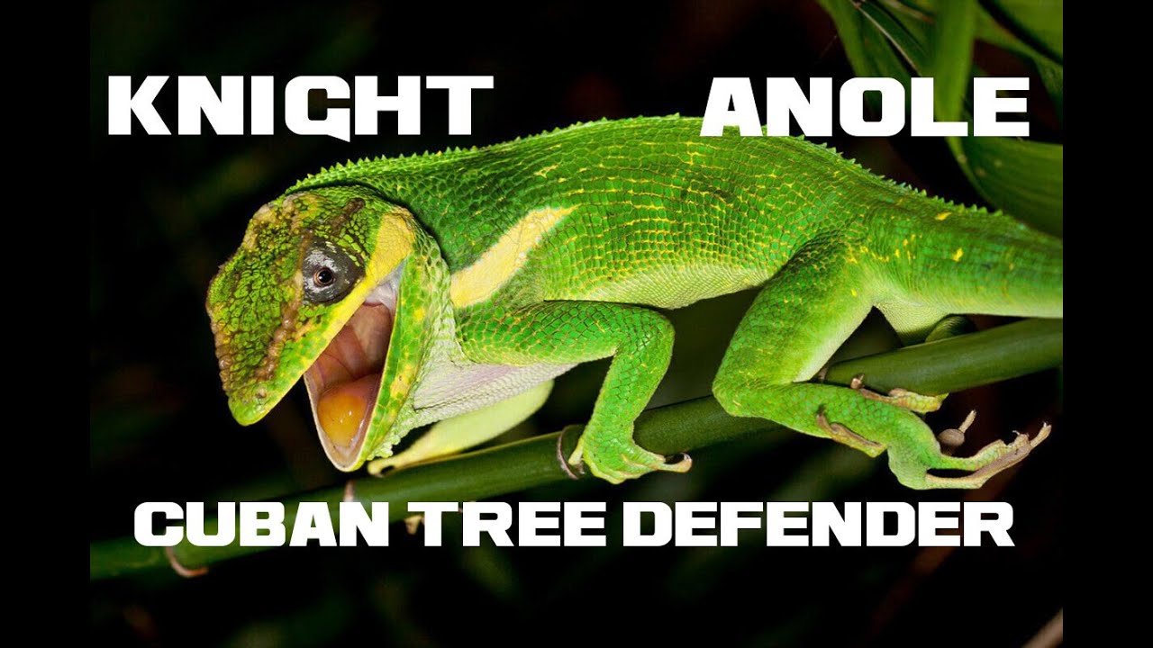 10 Knight Anole Facts - The Cuban Tree Defender - Animal a Day K Week