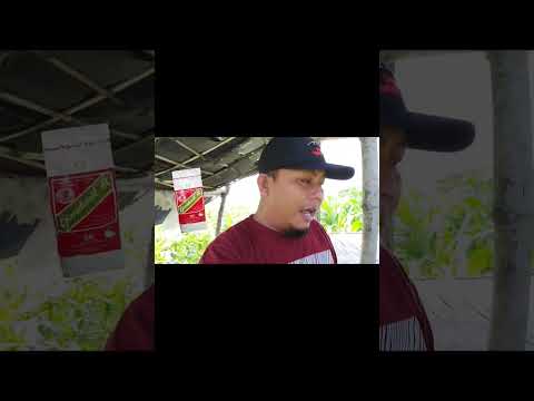 @arifmaloloManfaat dan kegunaan gandasil D