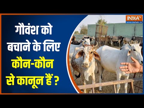 India Cow Smuggling: What are the laws made in the states in the ...