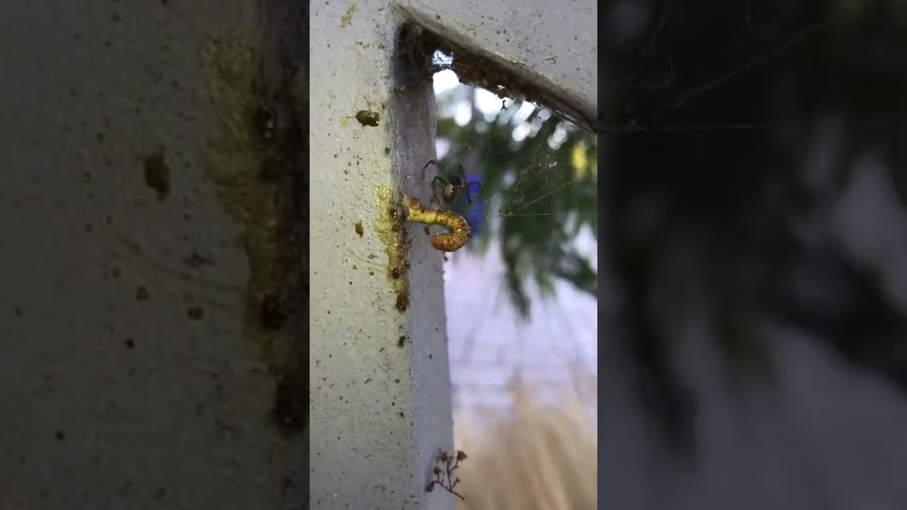 Spider attacks caterpillar.