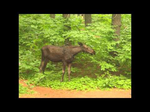 Biomes and Climate Change: The Boreal Forest