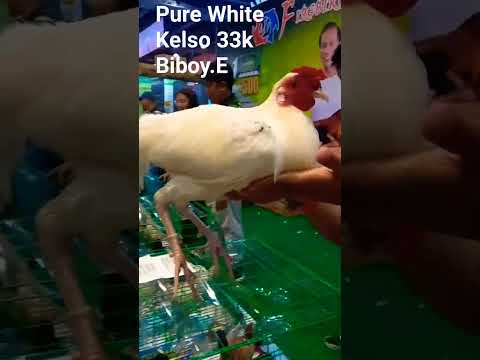 PURE WHITE KELSO BIBOY ENRIQUEZ LINE #chicken #chickenbreeds #kelso
