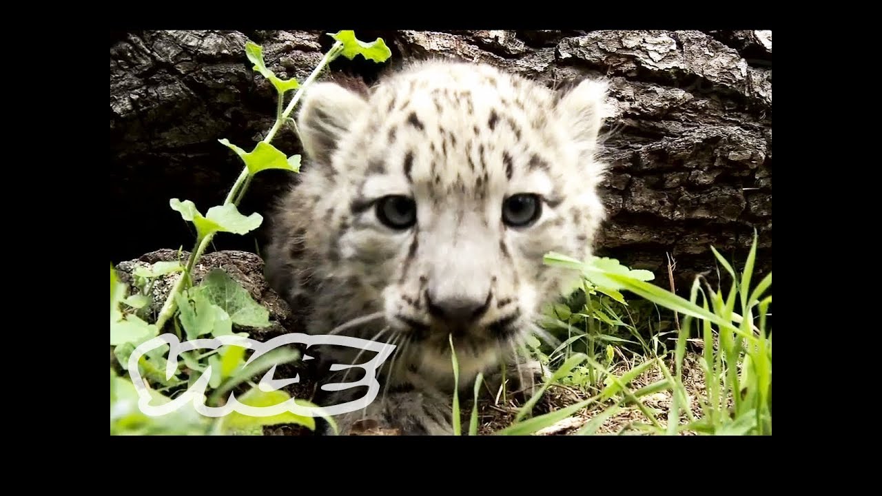Snow Leopard Cubs! | The Cute Show