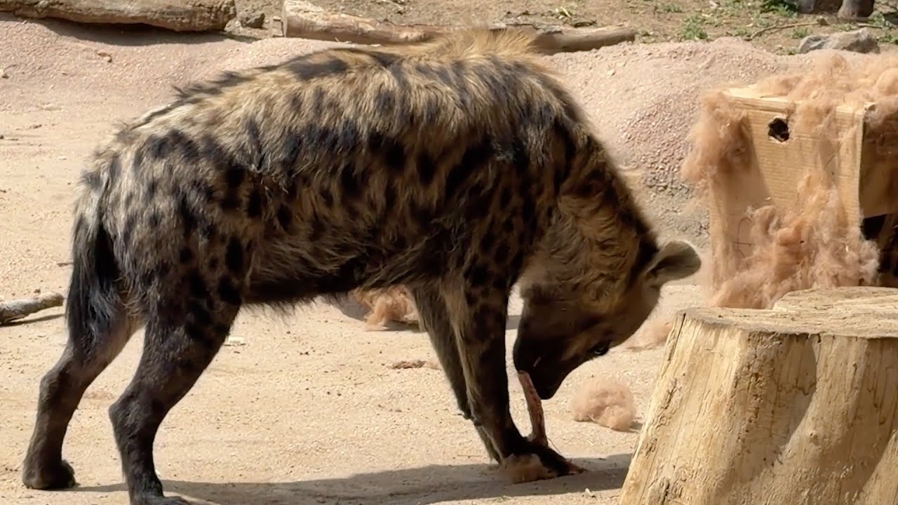 Happy Hyena Day from DZCA!