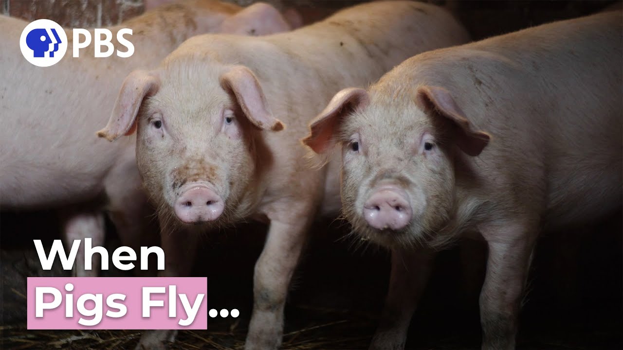 When Pigs Fly! | Say What?! Animal Idioms