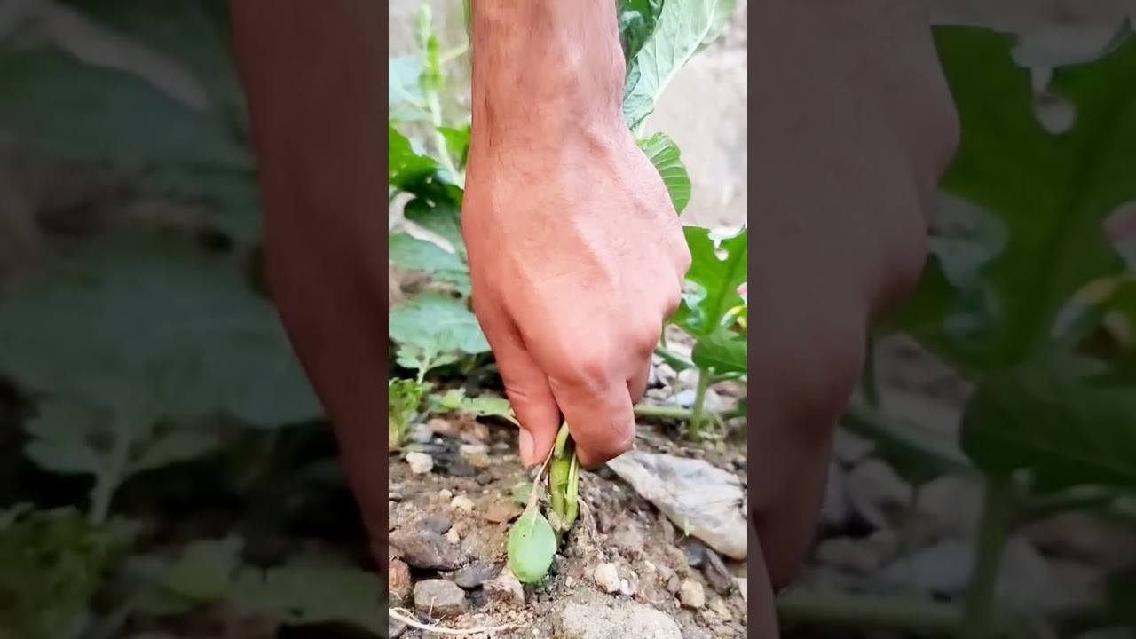 Getting Rice Seedings Ready #satisfying #shorts