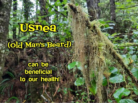 Usnea: Health Benefits