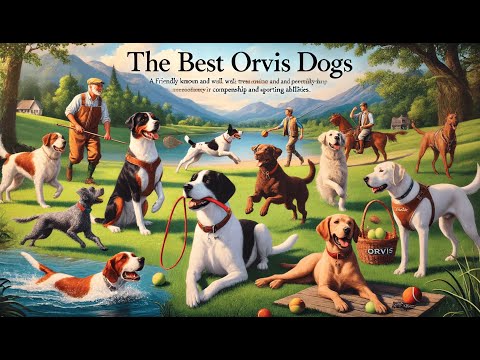 🐾 Orvis Dog Campfire Tails 2-in1 Plush Dog Toy Set | Best Orvis Dog 🐾