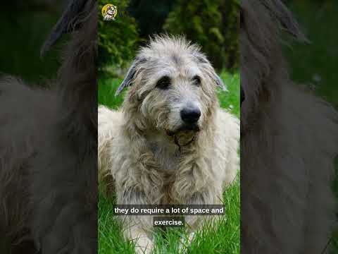 Discover the Majestic Irish Wolfhound: History, Characteristics, and Personality Traits | Dogs World