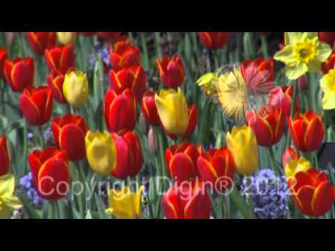 Red and Yellow Tulips in Bloom