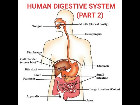 HUMAN DIGESTIVE SYSTEM OR HUMAN ALIMENTARY CANAL (PART 2)/ CBSE/ CLASS 10/ CHAPTER 6/ LIFE PROCESSES