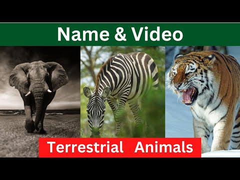 Top 20 Terrestrial Animals: A Guide to Earth's Majestic Creatures | Learn Terrestrial Animals Name