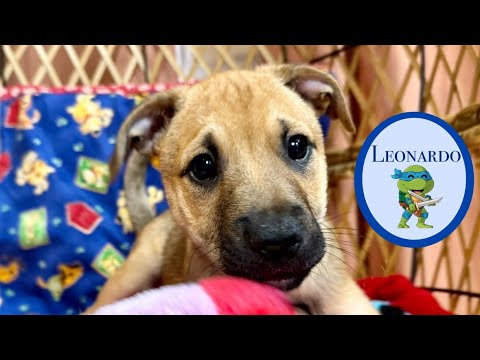 Dog for adoption - Leonardo Ninja Turtle, a German Shepherd Dog ...