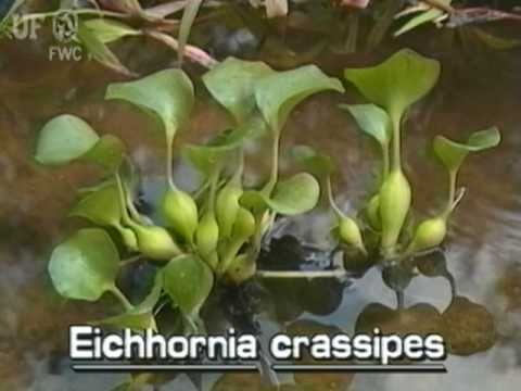 water hyacinth (Eichhornia crassipes)