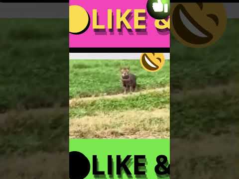 The cat says that this video is a flaw and detracts from his personality...!!!.. hahah