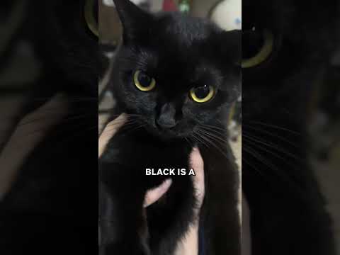 The Truth About Black Cats! π±β¨