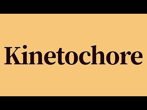 Kinetochore Meaning and Definition