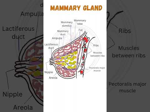 Mammary gland #study #motivation #fun #learning #knowledge #education