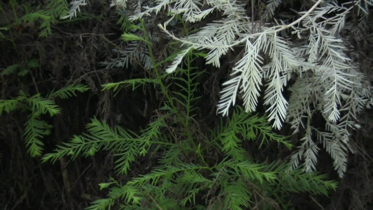 Albino Redwoods, Ghosts of the Forest: Science on the SPOT